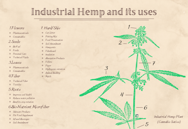 The Future of Hemp Processing Technologies